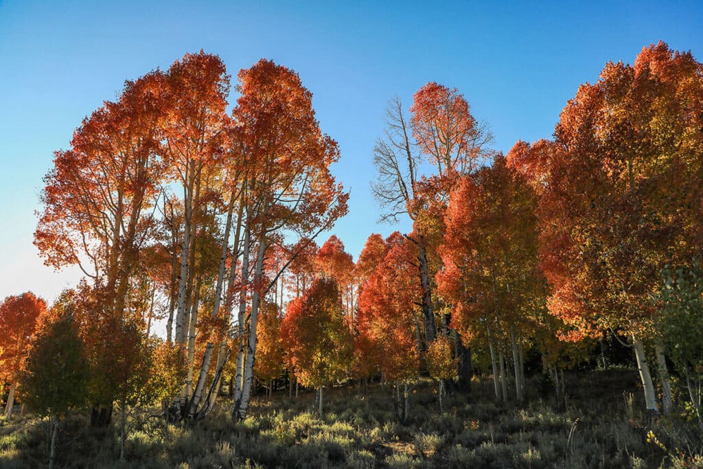 Top 10 Utah Fall Colors Locations - Utah Guide