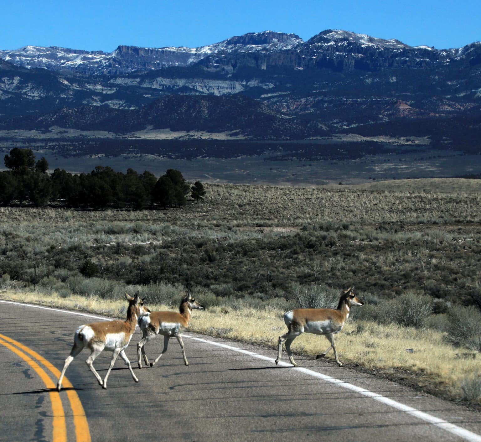 Hogle Zoo: Experience Utah's Wildlife Wonderland