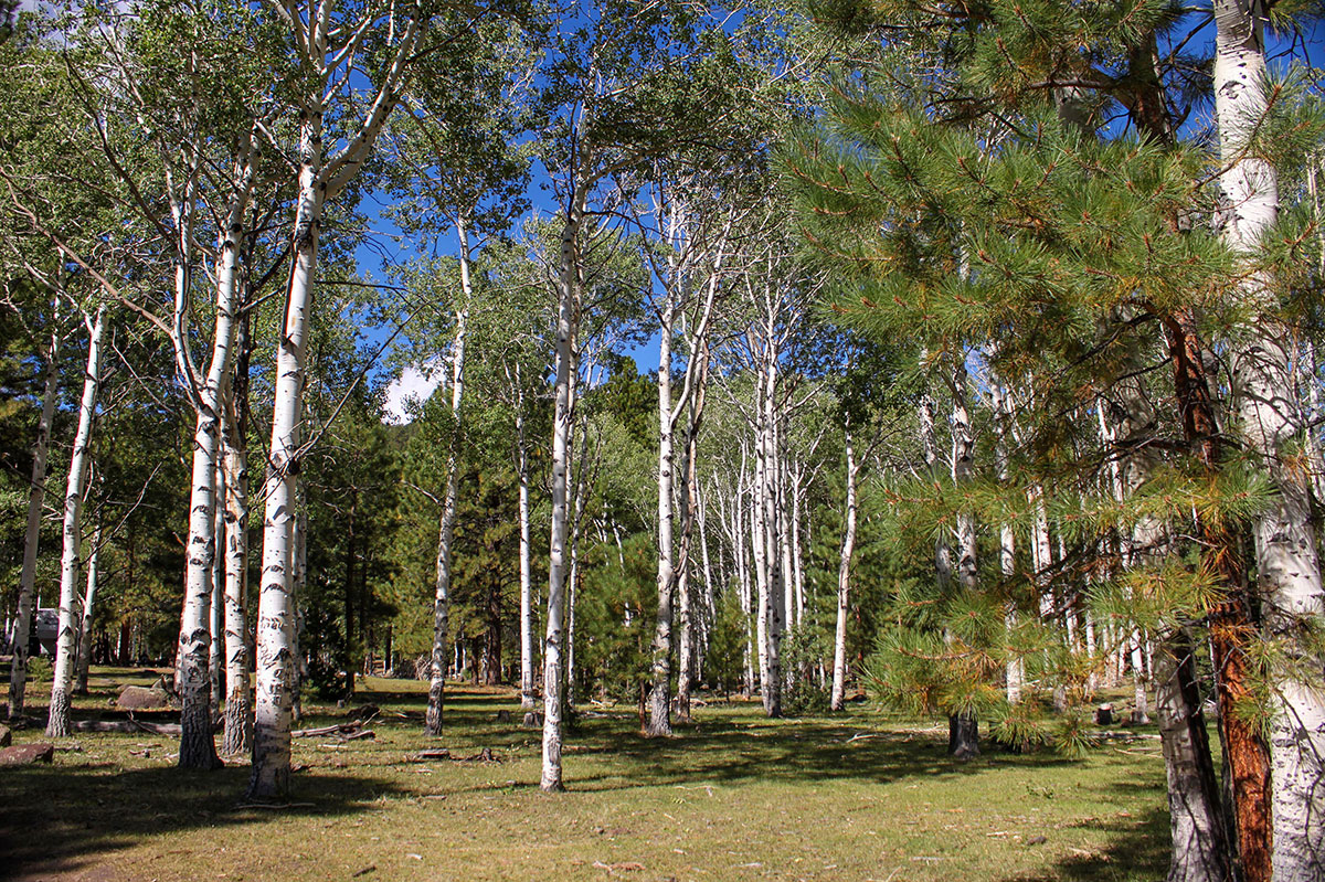 Scenic Byway 12 - Utah Guide
