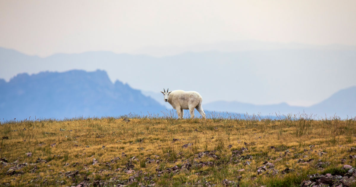 Mountain Goats of Utah's Tushar Range - Utah Guide