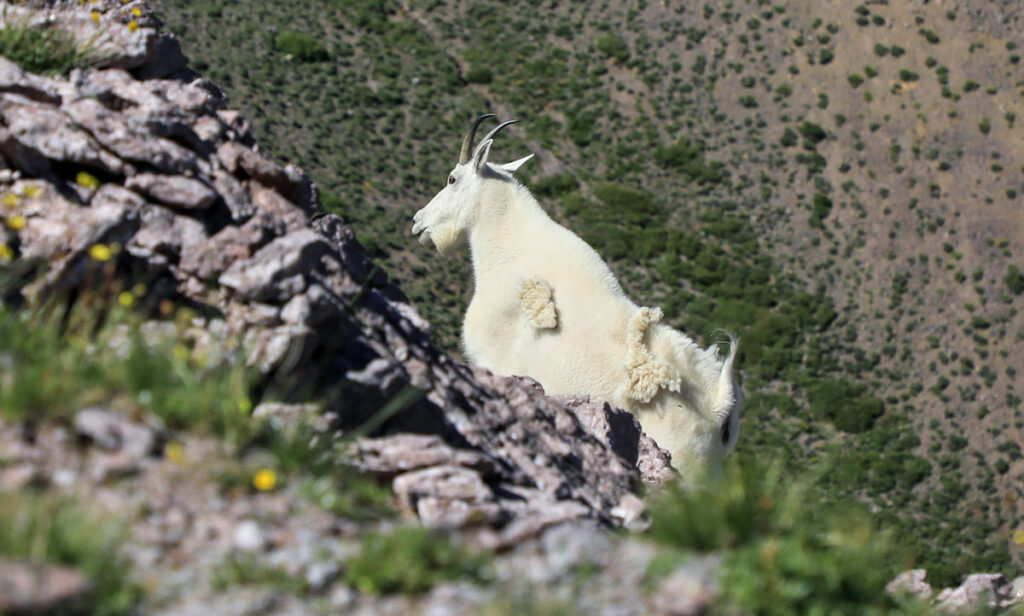 Mountain Goats of Utah's Tushar Range - Utah Guide
